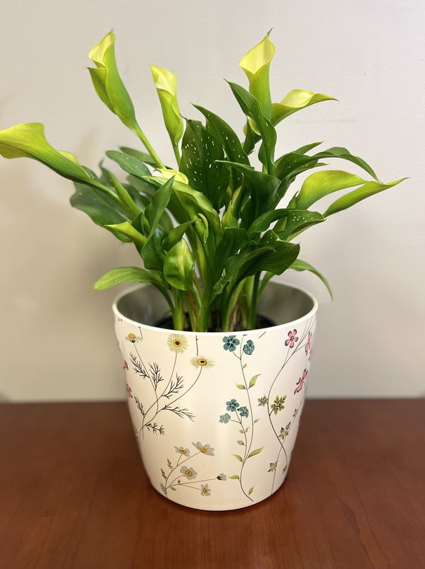 7" Wildflower Round Bamboo Self-Watering Plant Pot | Plant Containers ...