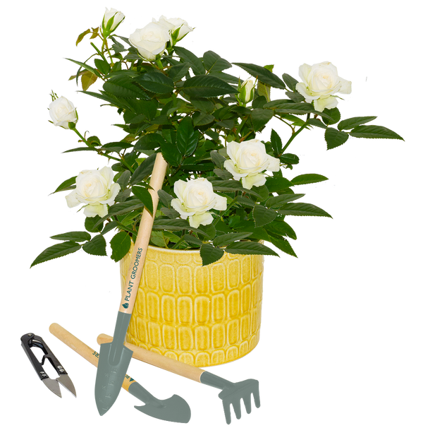 Mini Plant Grooming Kit 4 pk | Gardening Solutions – Garden Your Way ...