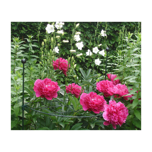 Plant Support Grid 16" Circle | Plant Supports– Garden Your Way ...